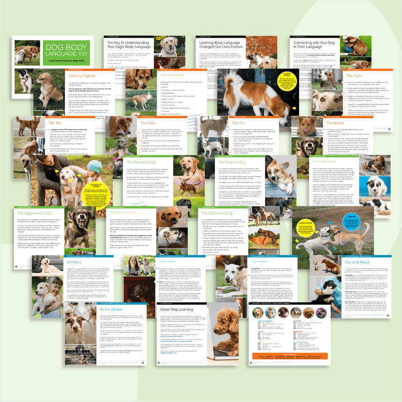 Dog Body Language 101 Guide – Rescue Dogs 101