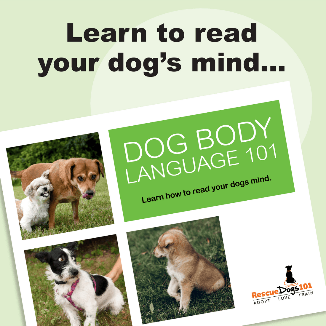 Dog Body Language 101 Guide – Rescue Dogs 101